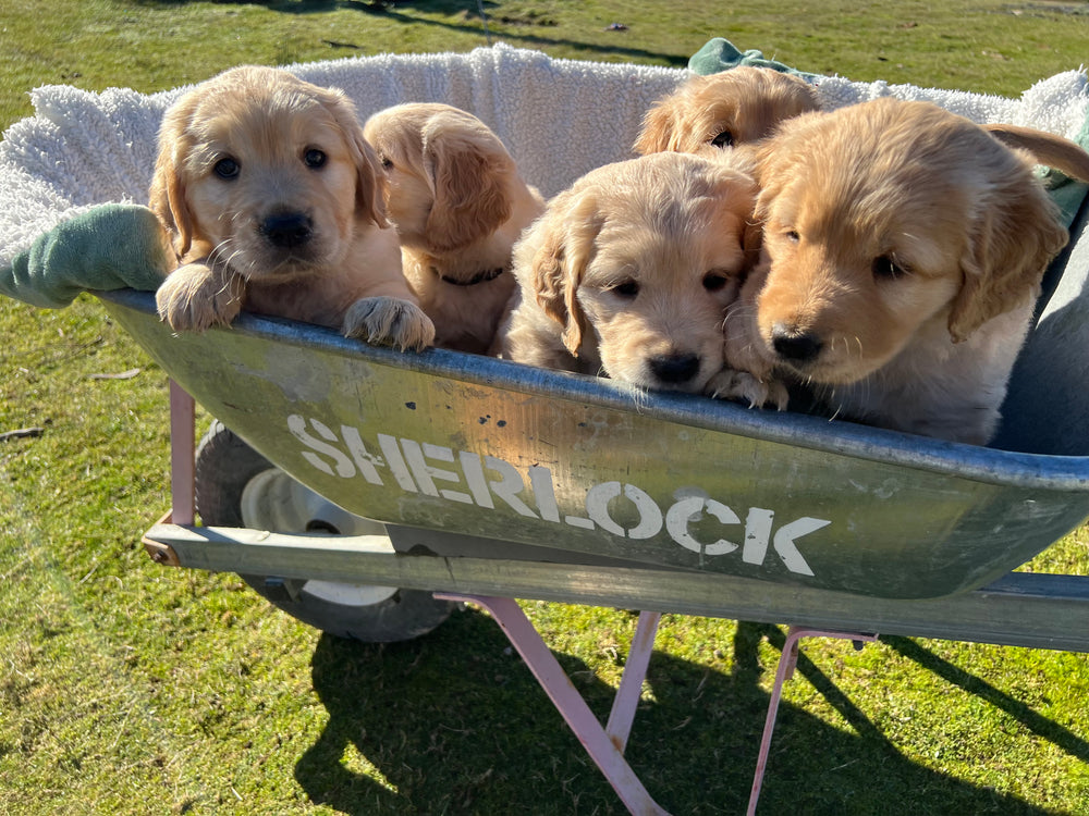 Bloom Hair Lounge - North Hobart – Emalyn Studio